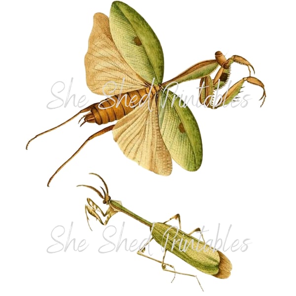 Praying Mantis - Etsy