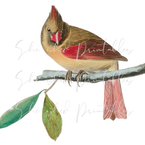 Digital Download cardinal Birds Vintage - Etsy
