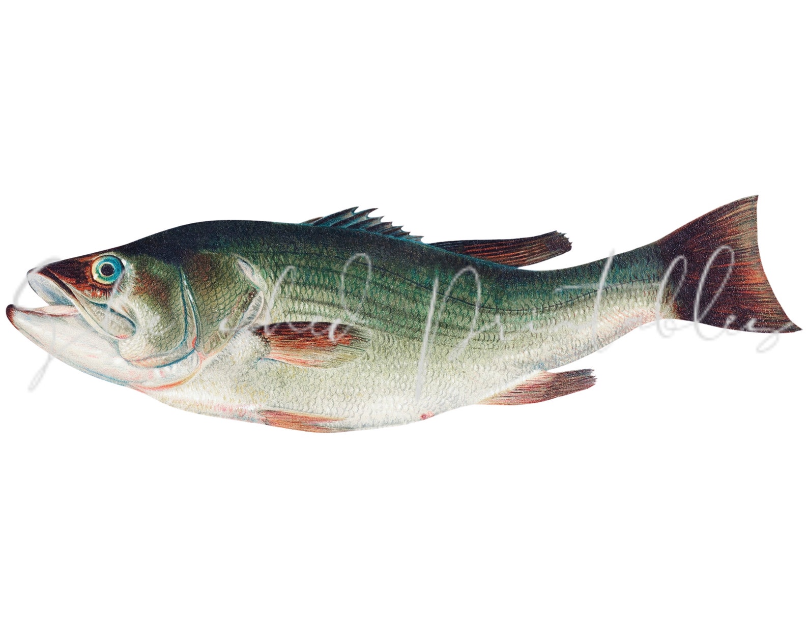Largemouth Bass Chromolithograph Digital Download, Vintage, DIY ...