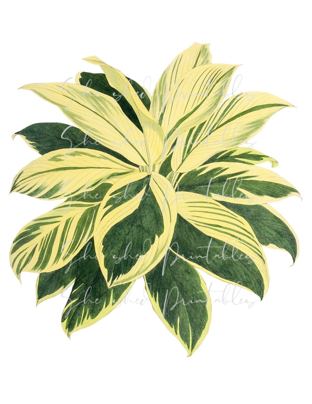 Hosta Plant Digital Download, Printable, Vintage, Clipart, DIY Crafts ...