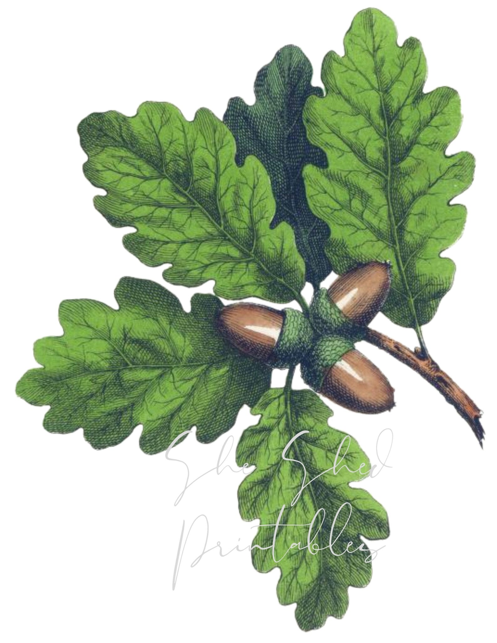 Eiken eikel tekening digitale afbeelding download vintage - Etsy Nederland