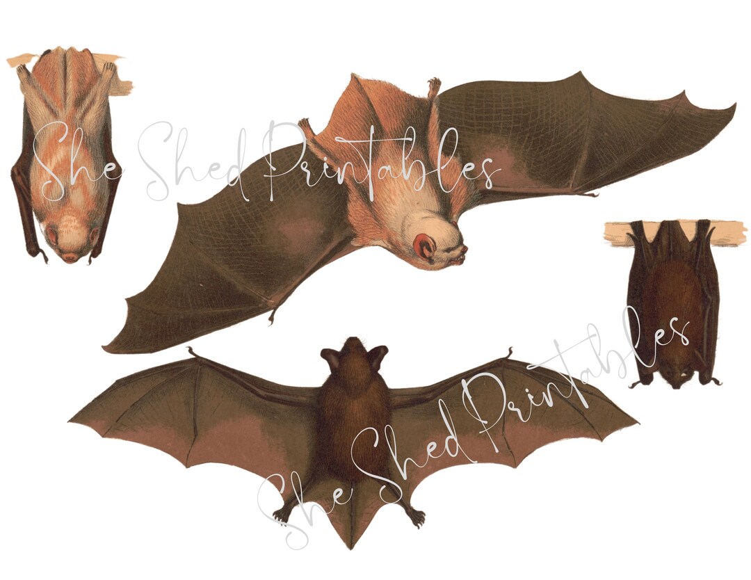 1800's Bats Illustration Digital Download, Vintage, DIY Crafts, Clipart ...