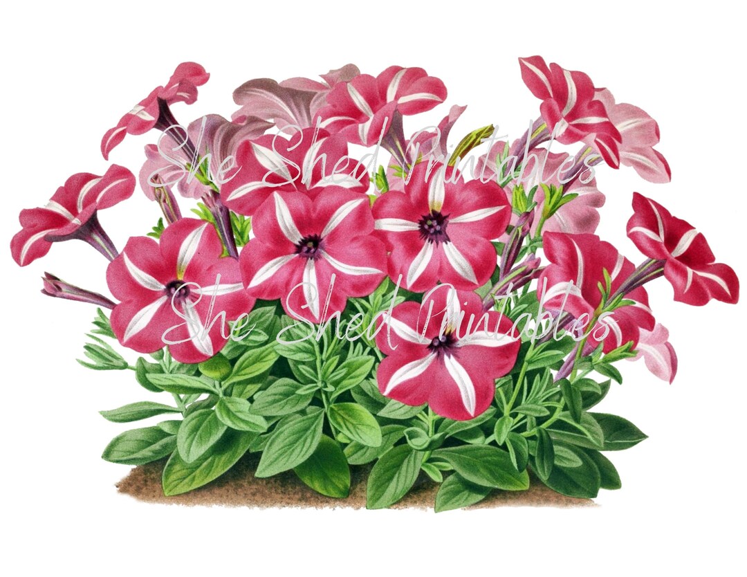 Petunia Digital Download, Image, Instant Download, Vintage, Clipart ...