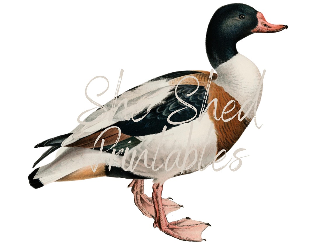 Early 1900's Shelduck Illustration Instant Download, Digital Image ...