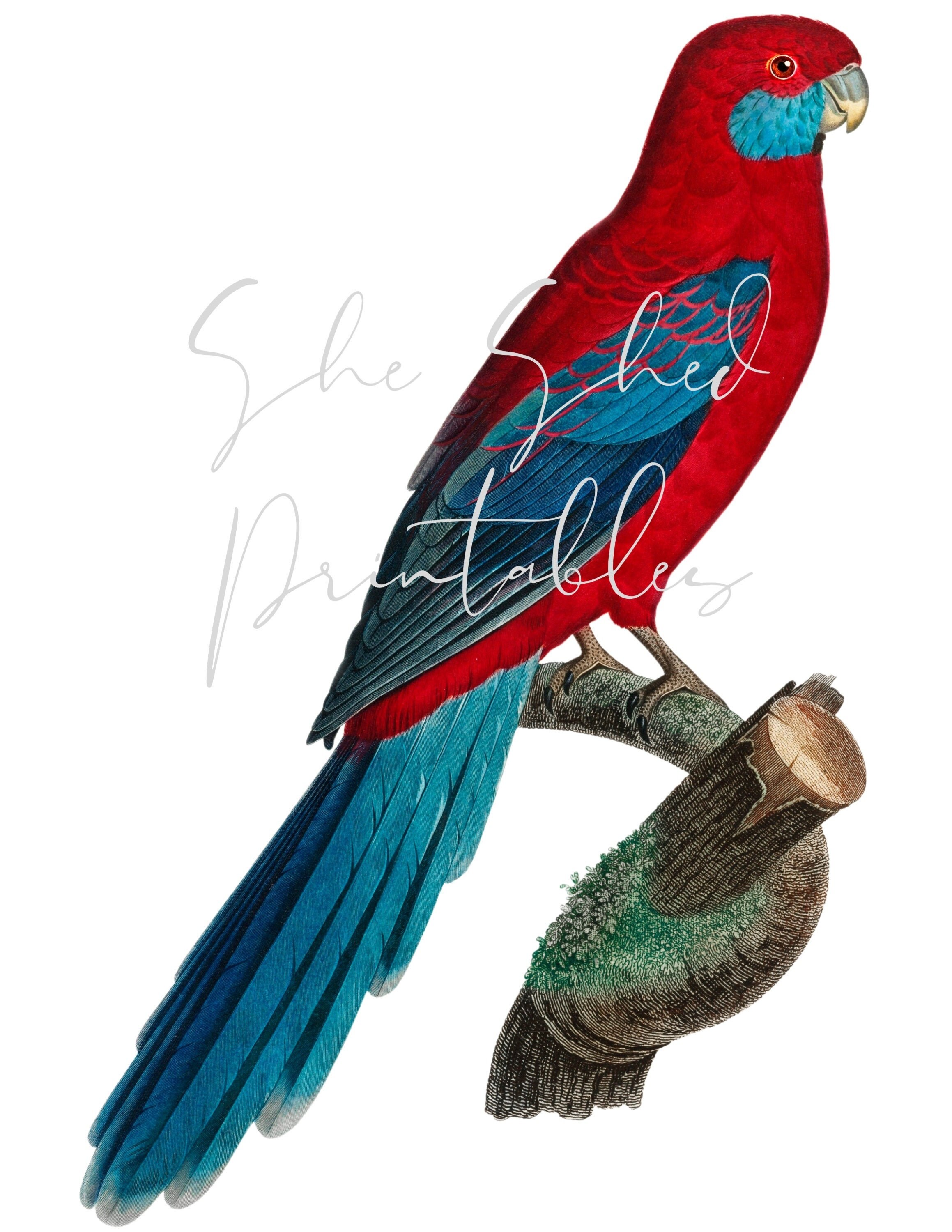 Crimson Rosella Drawing