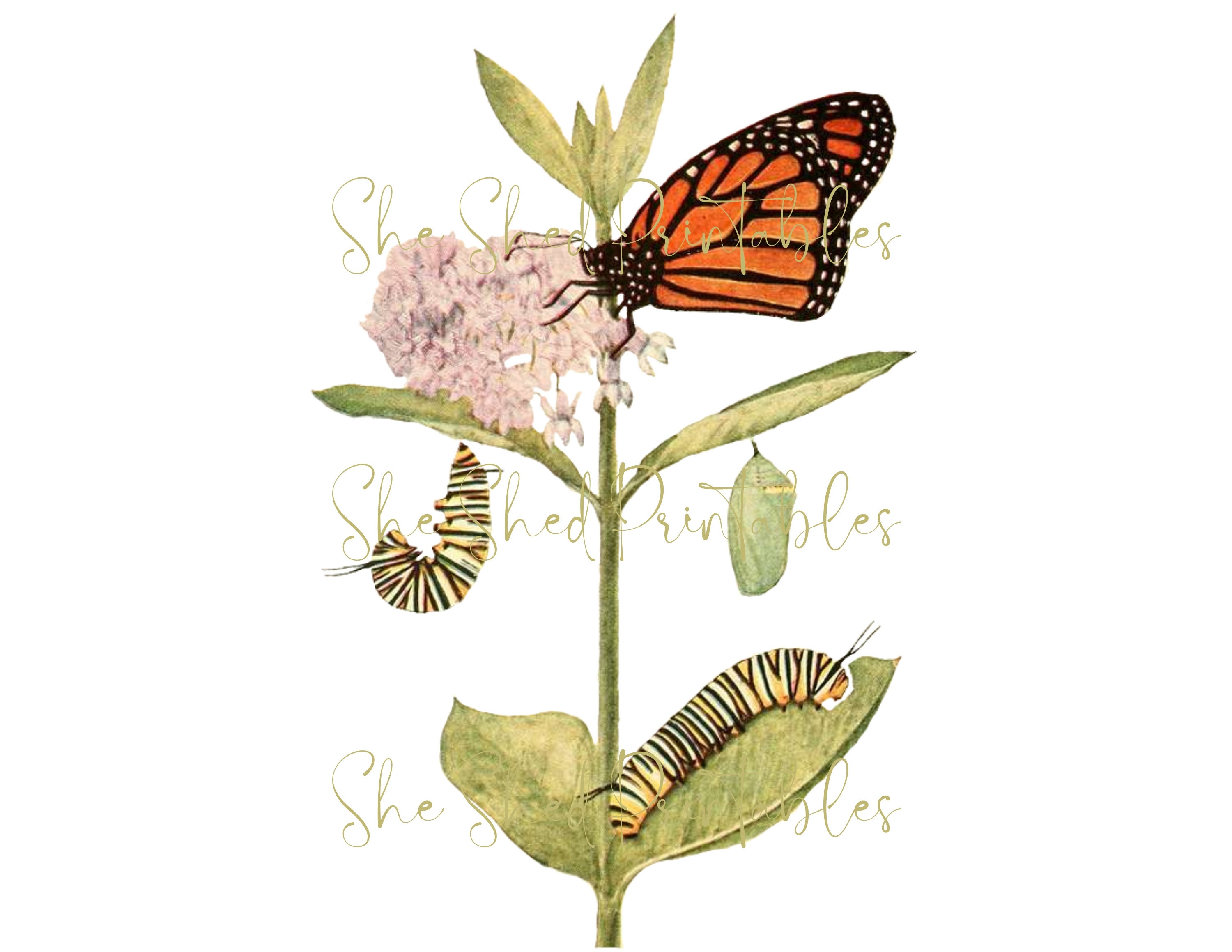 Monarch Butterfly On Flower Drawing