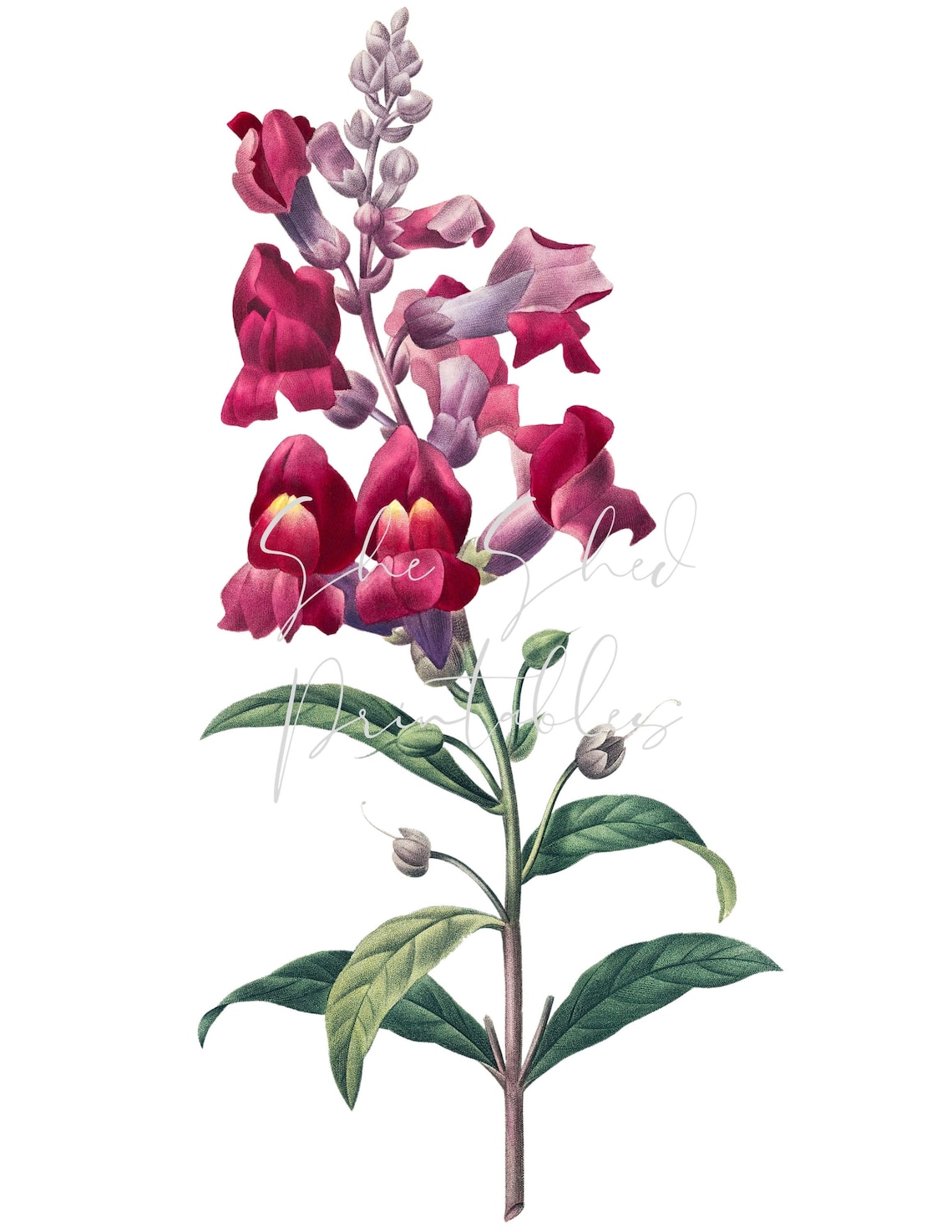 Anterinum Flower, Digital Download, Vintage, DIY Crafts, Digital Image ...