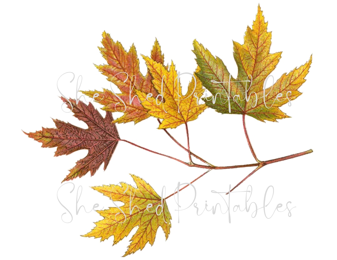 Fall Maple Leaves Digital Download, Vintage, Printable, Clipart, DIY ...