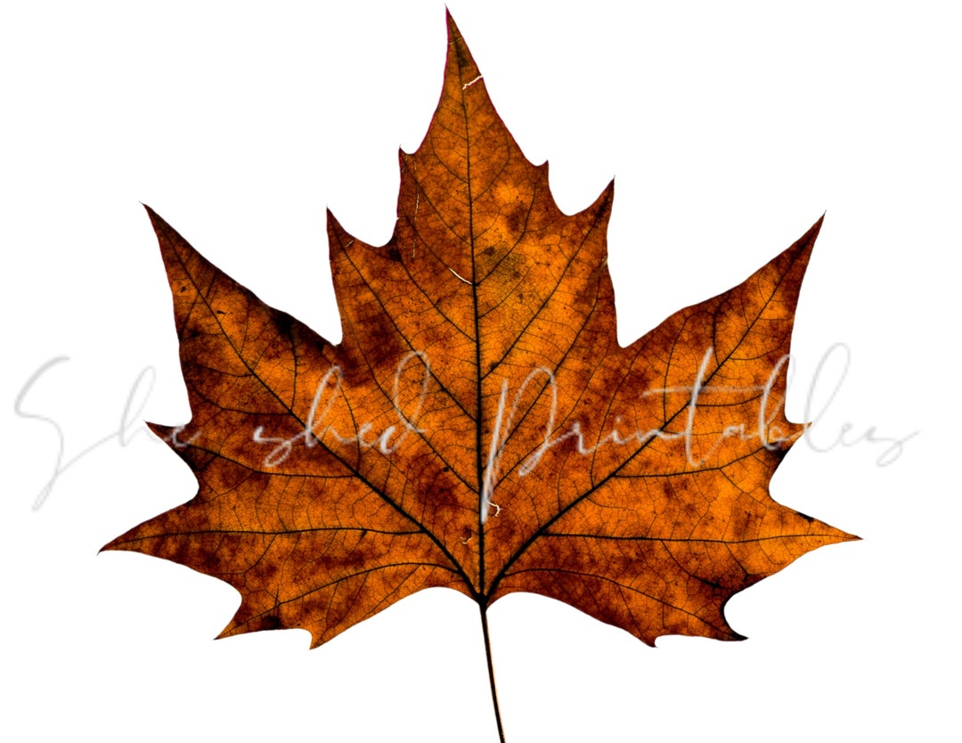 Autumn Fall Maple Leaf Digital Download, DIY Crafts, JPG, PNG ...