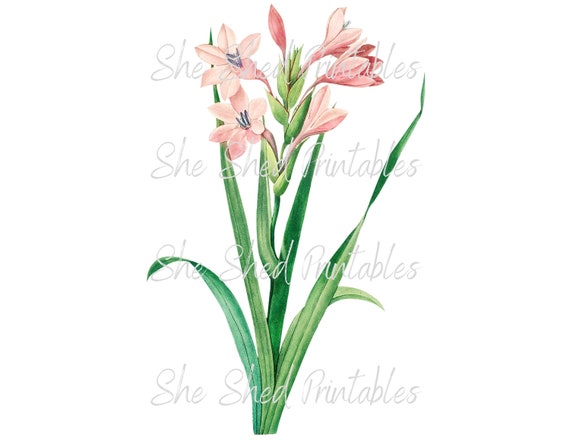 Sword Lily Digital Download Image Vintage Printable | Etsy