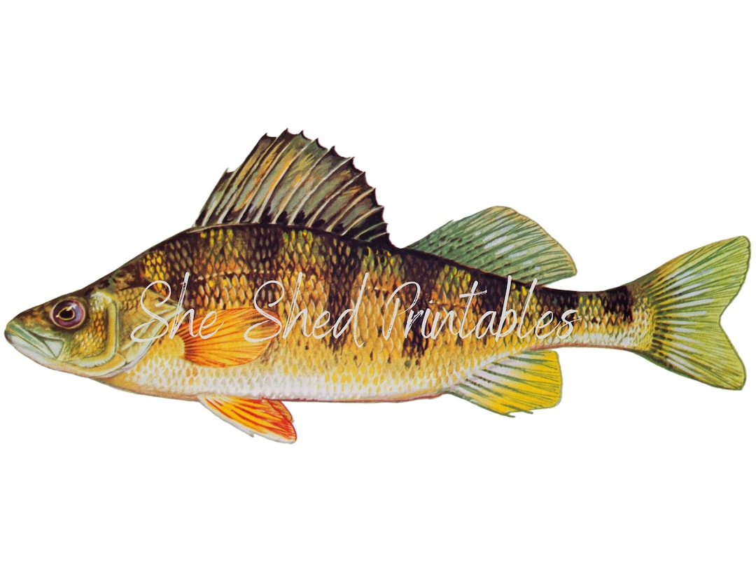 Yellow Perch Digital Download, Vintage, DIY Crafts, Clipart, Printable ...