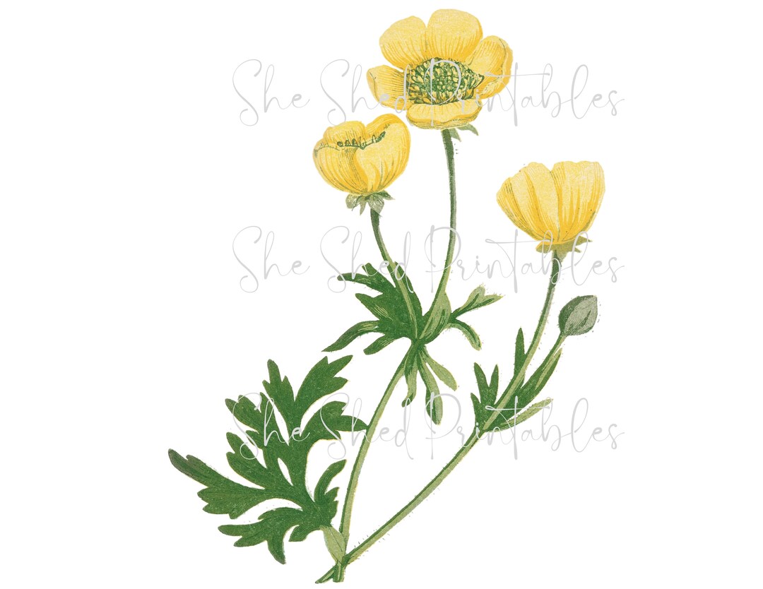 Buttercup Digital Download, Digital Image, Vintage, Clipart, DIY Crafts ...