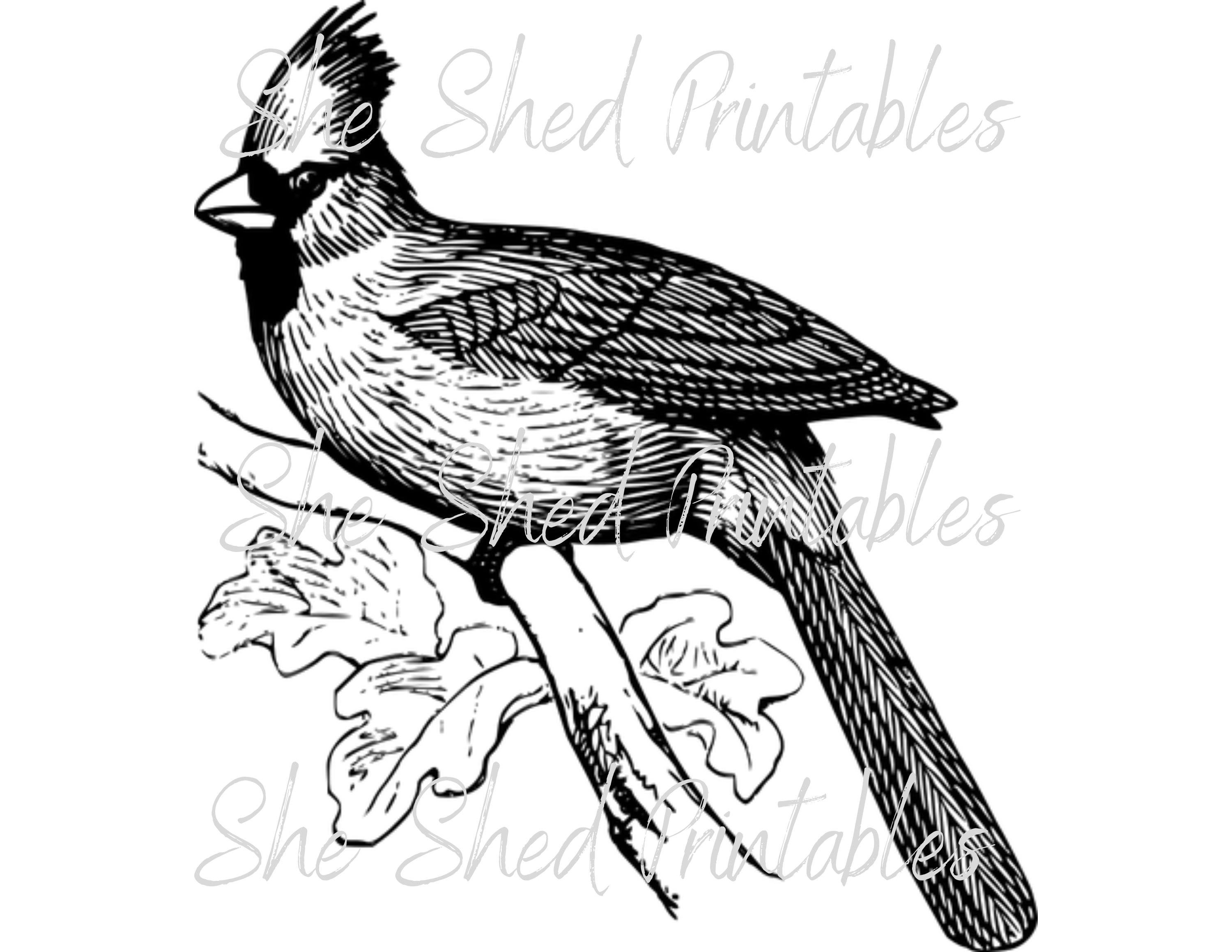 Cardinal Clipart Black And White