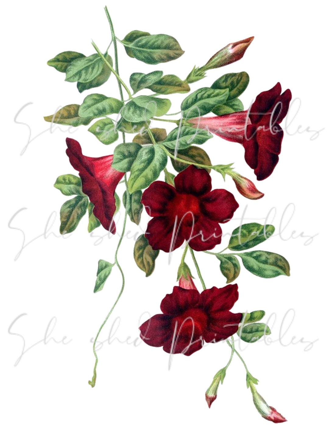 Mandevilla Vine Digital Download, Image, Instant Download, DIY Crafts ...