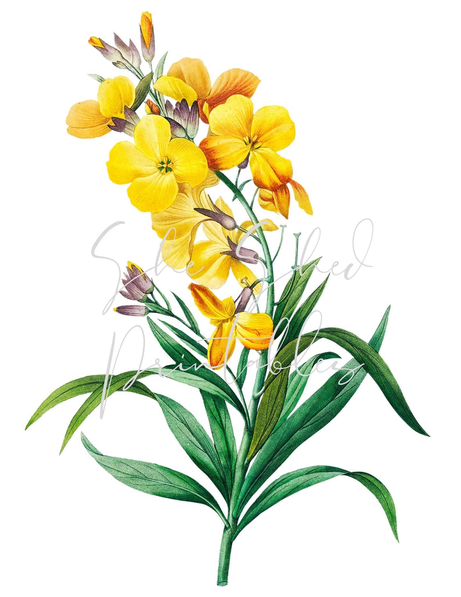 Wallflower Digital Download Image Vintage Printable - Etsy