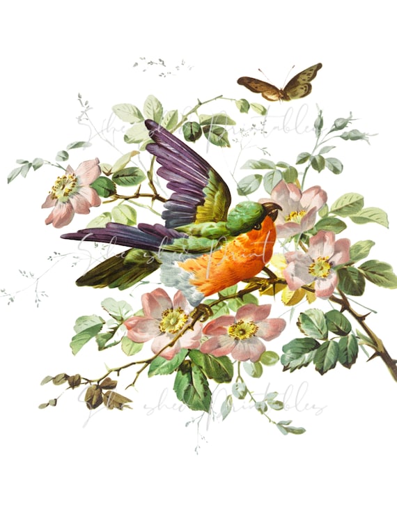 Vintage Bird Designs