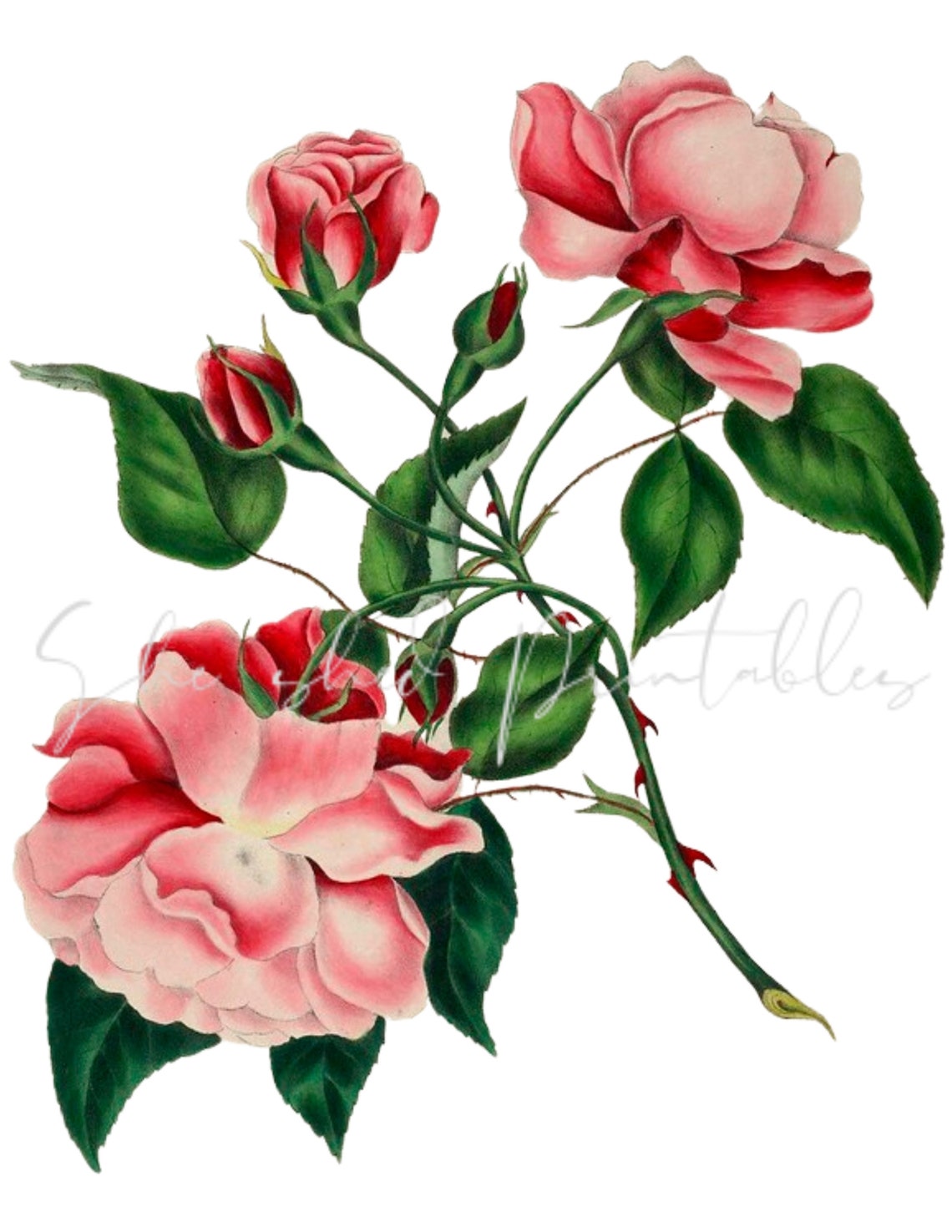 Rose Flowers Digital Download Image Printable Clipart DIY | Etsy