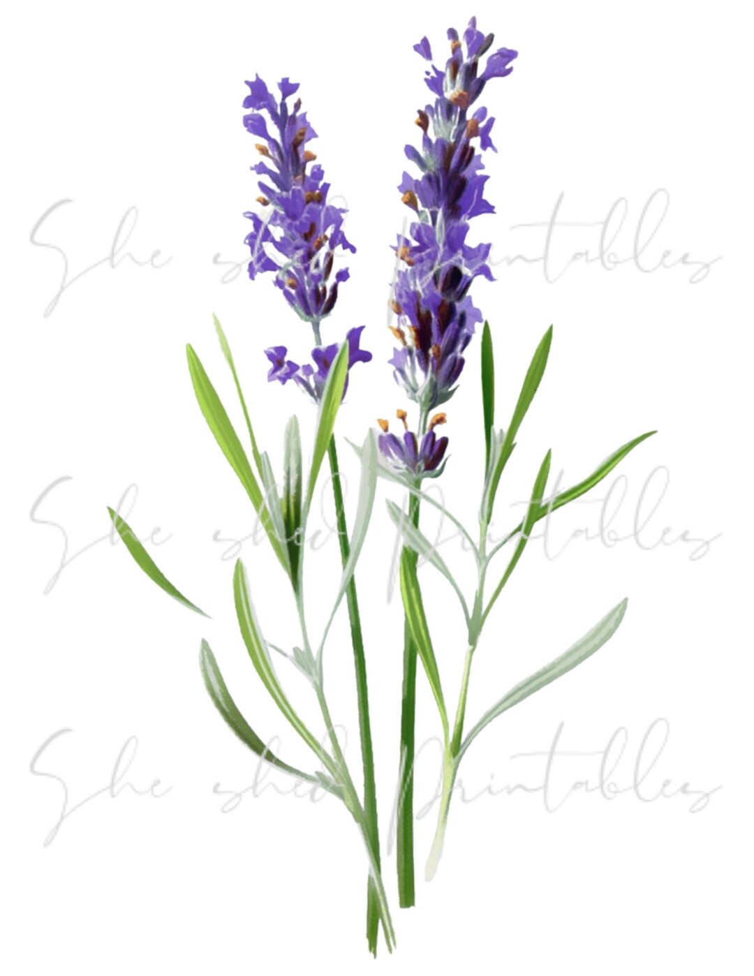 Lavender, Clipart Digital Download, Image, Vintage, Clipart, DIY Crafts ...