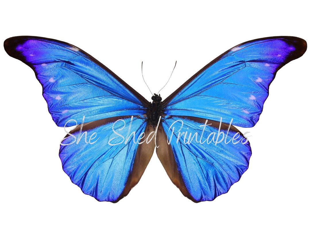 Blue Butterfly Digital Download, Vintage, DIY Crafts, Clipart ...