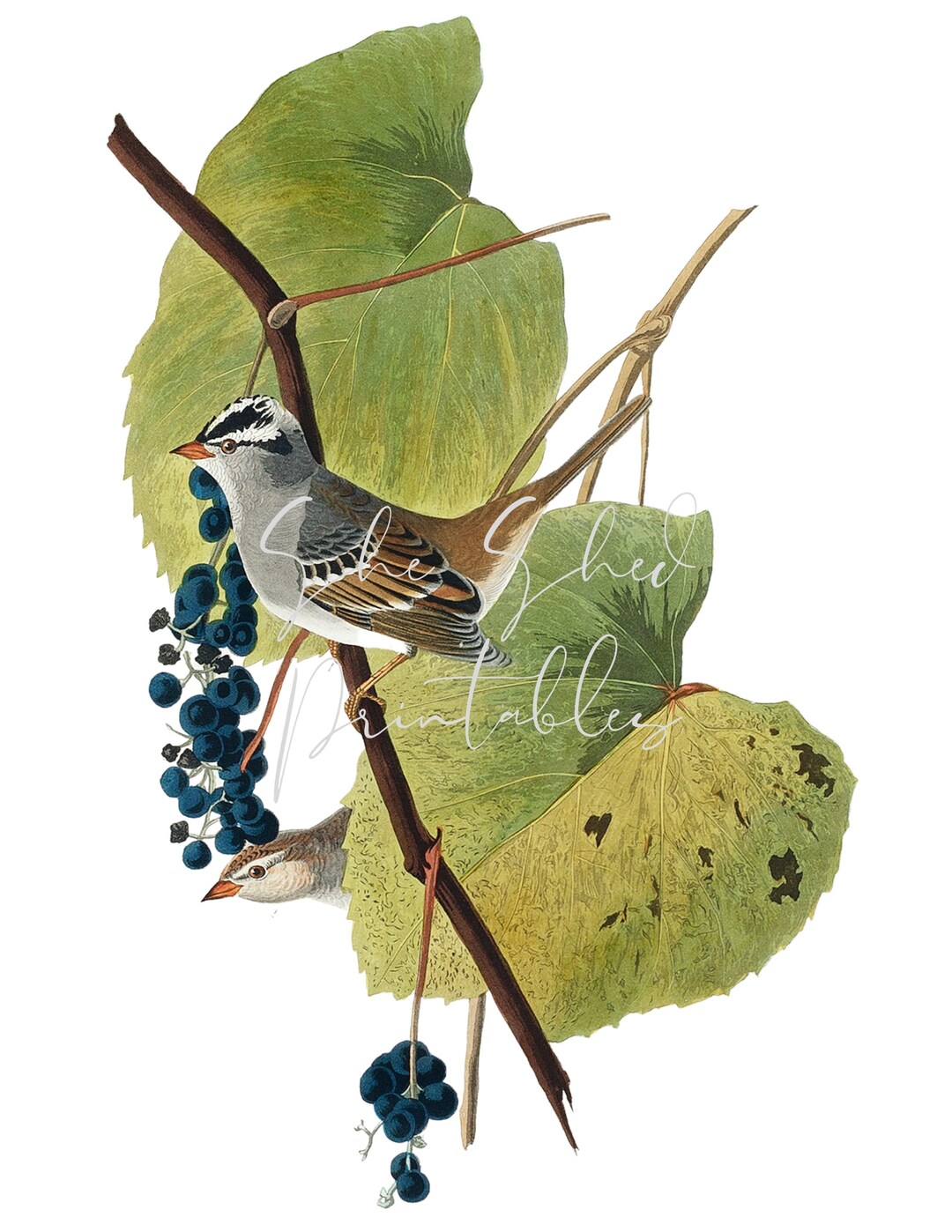 White-crowned Sparrow Illustration Instant Download, Vintage, Digital ...