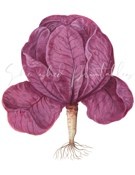 Red Cabbage Clip Art Free Vectors | Purple Cabbage