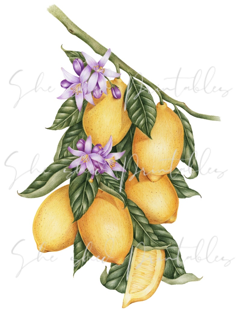 Lemon Digital Download, Image, Vintage, Printable, Clipart, DIY Crafts ...
