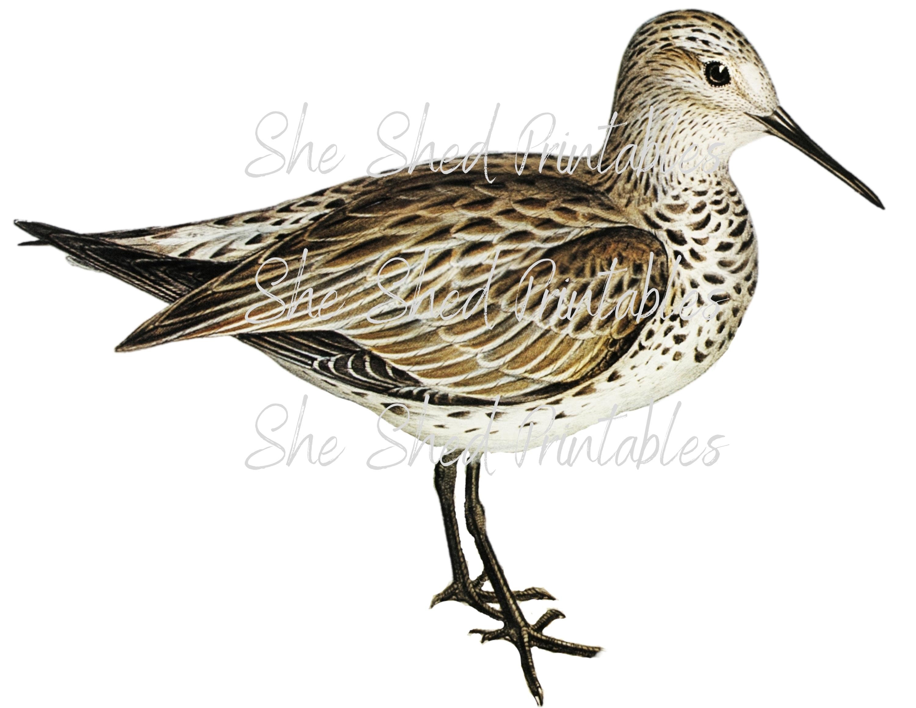 Great Sandpiper Clipart, Digital Download, Instant Download, Vintage ...