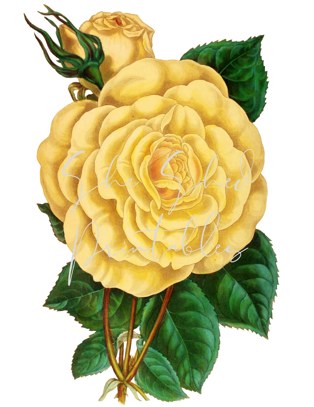 Vintage Yellow Rose Illustration Digital Download, Instant Download ...