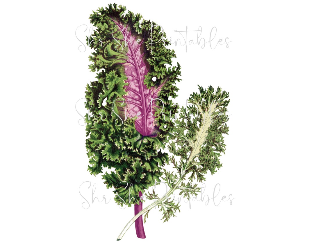 Green Wild Cabbage Leaf Illustration Instant Digital Download, Vintage ...