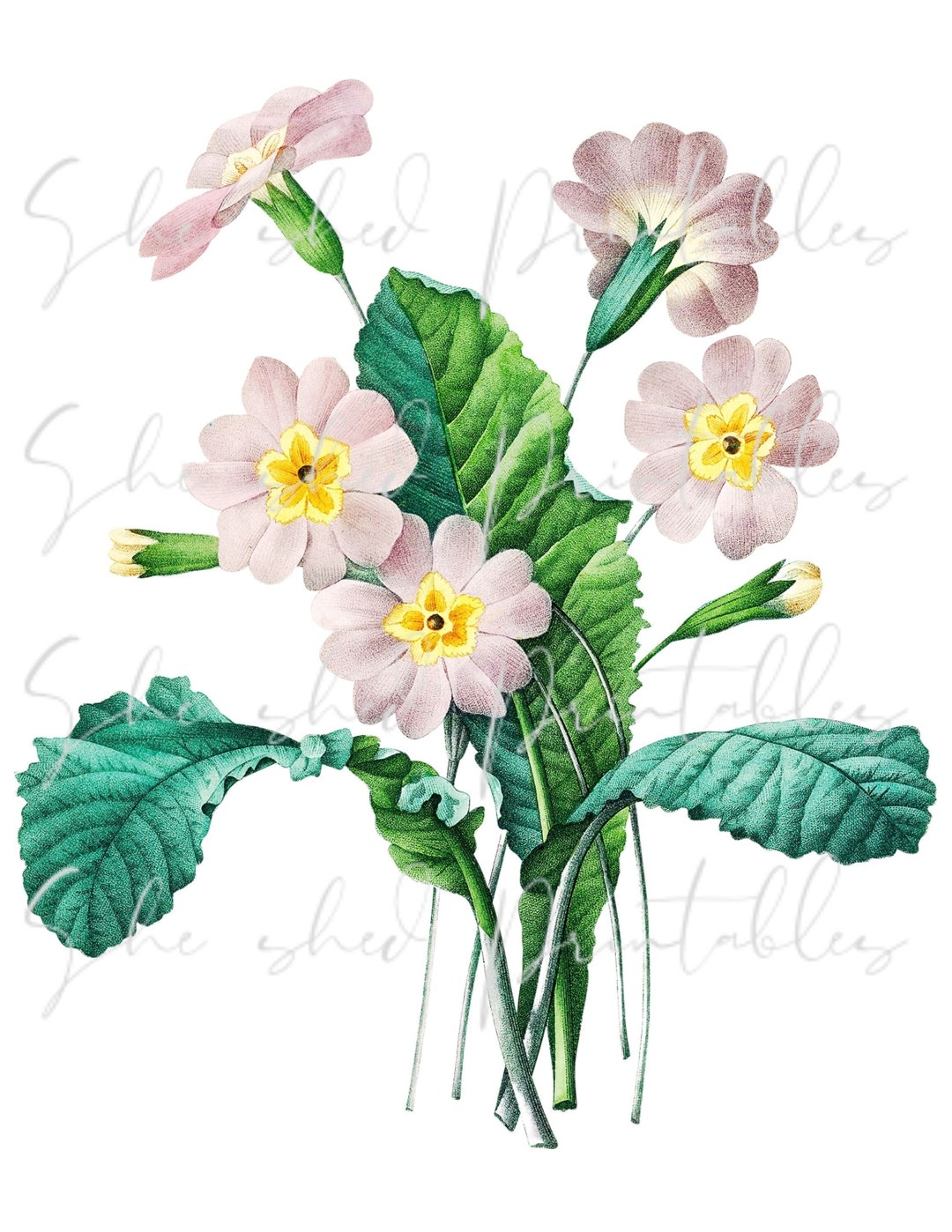 Common Primrose Digital Download, Image, Vintage, Printable, Clipart ...