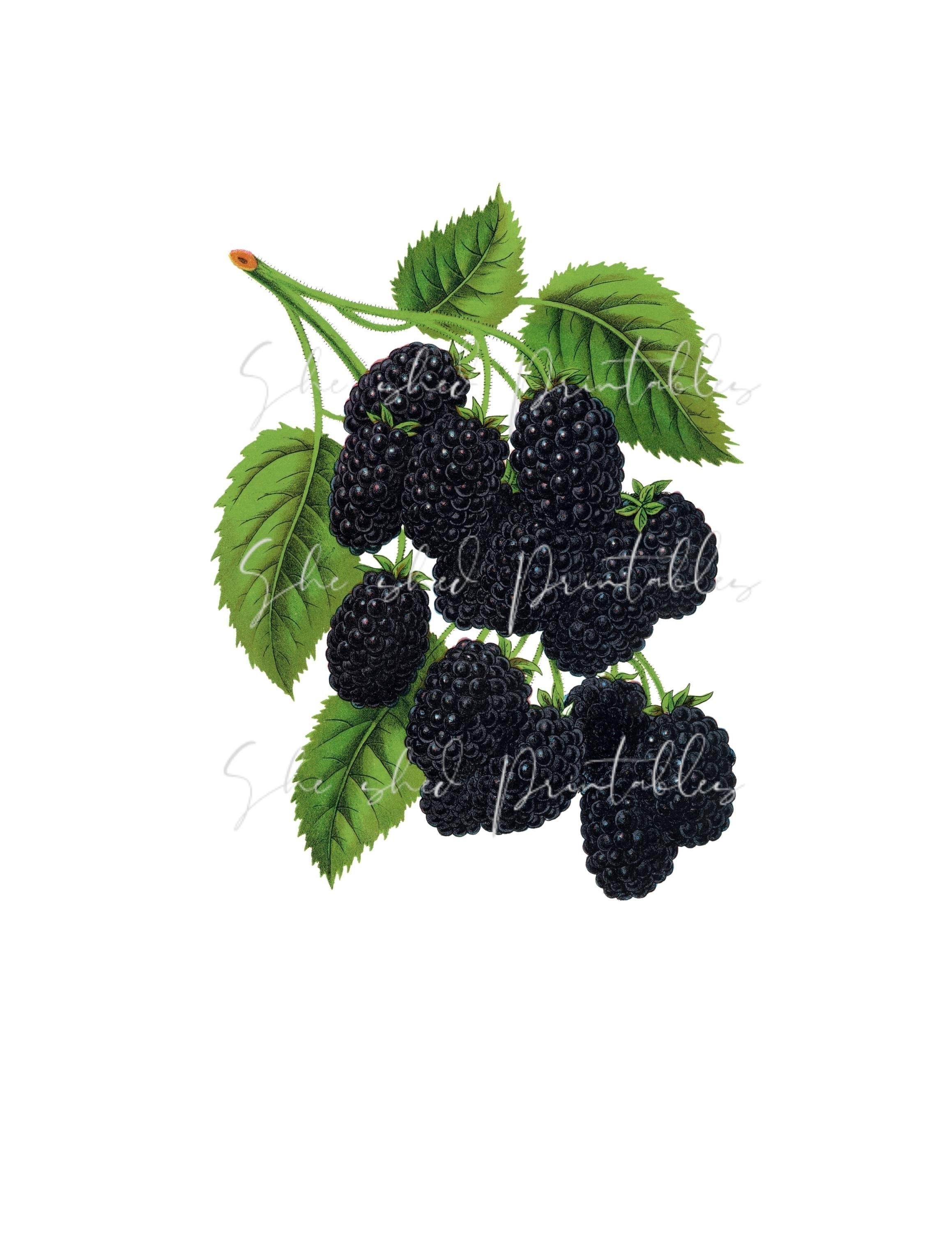 Blackberries Clip Art