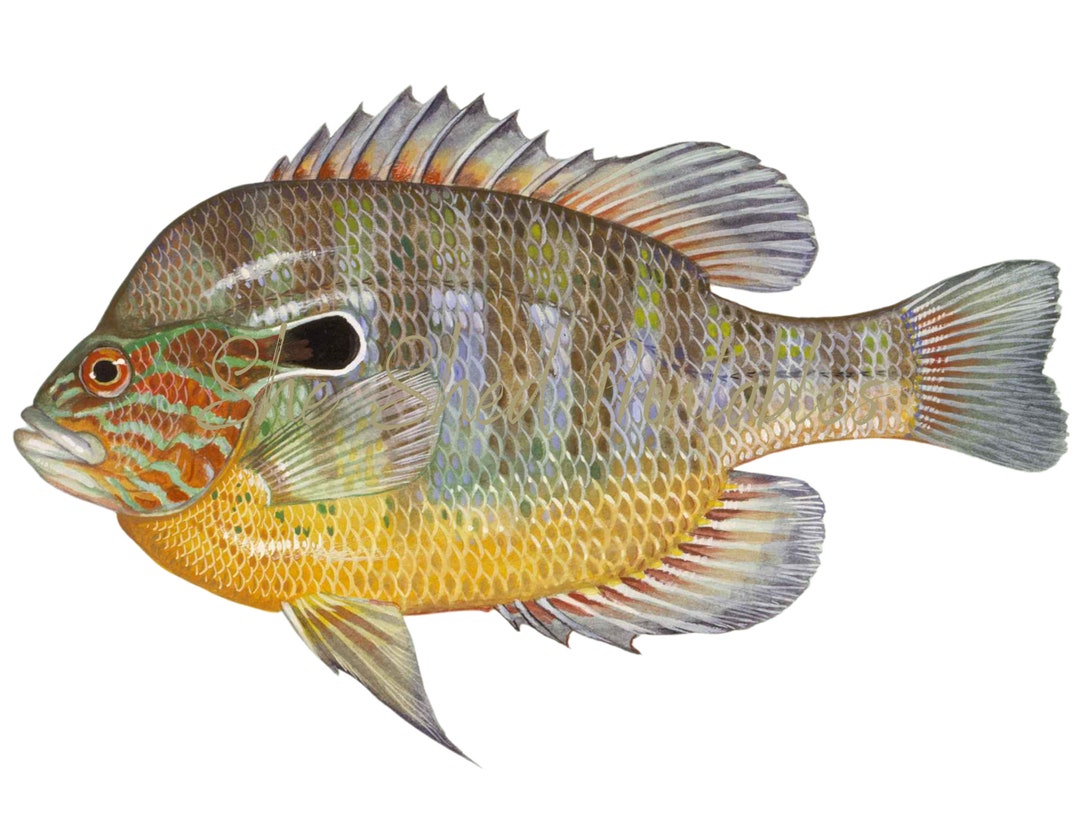 Longear Sunfish Digital Download, Vintage, DIY Crafts, Clipart ...