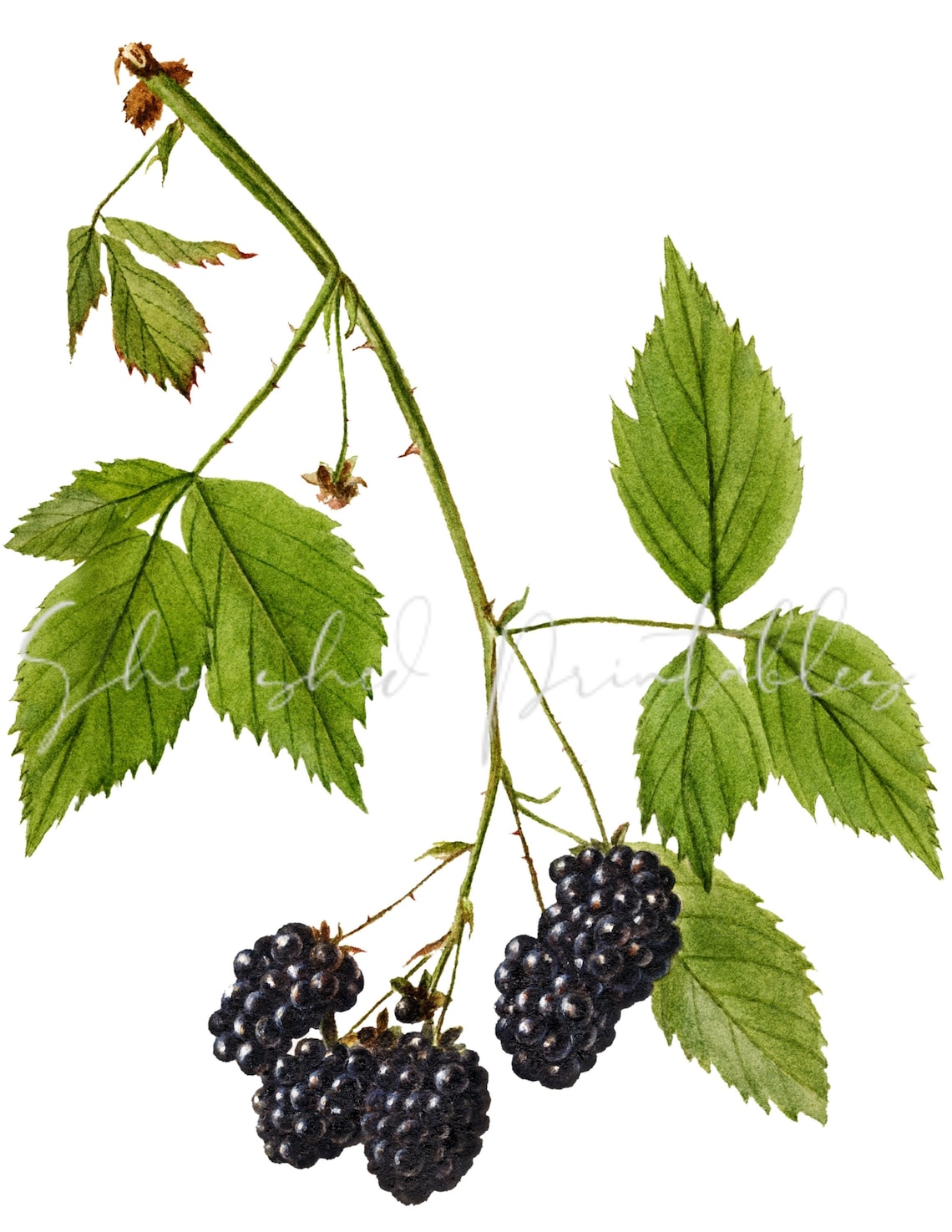 Blackberries Illustration Digital Download, Image, Vintage, Printable ...