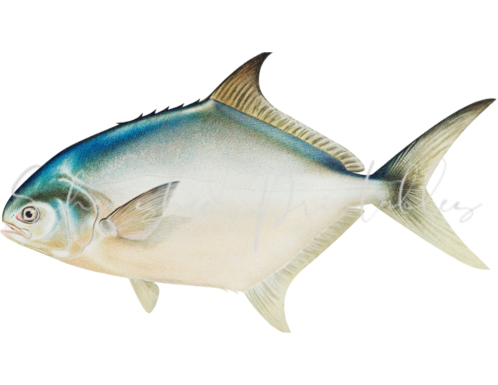 Pompano Fish Digital Download, Vintage, DIY Crafts, Clipart, Printable ...