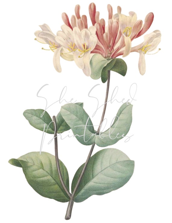 Honeysuckle Digital Download Image Instant Download - Etsy