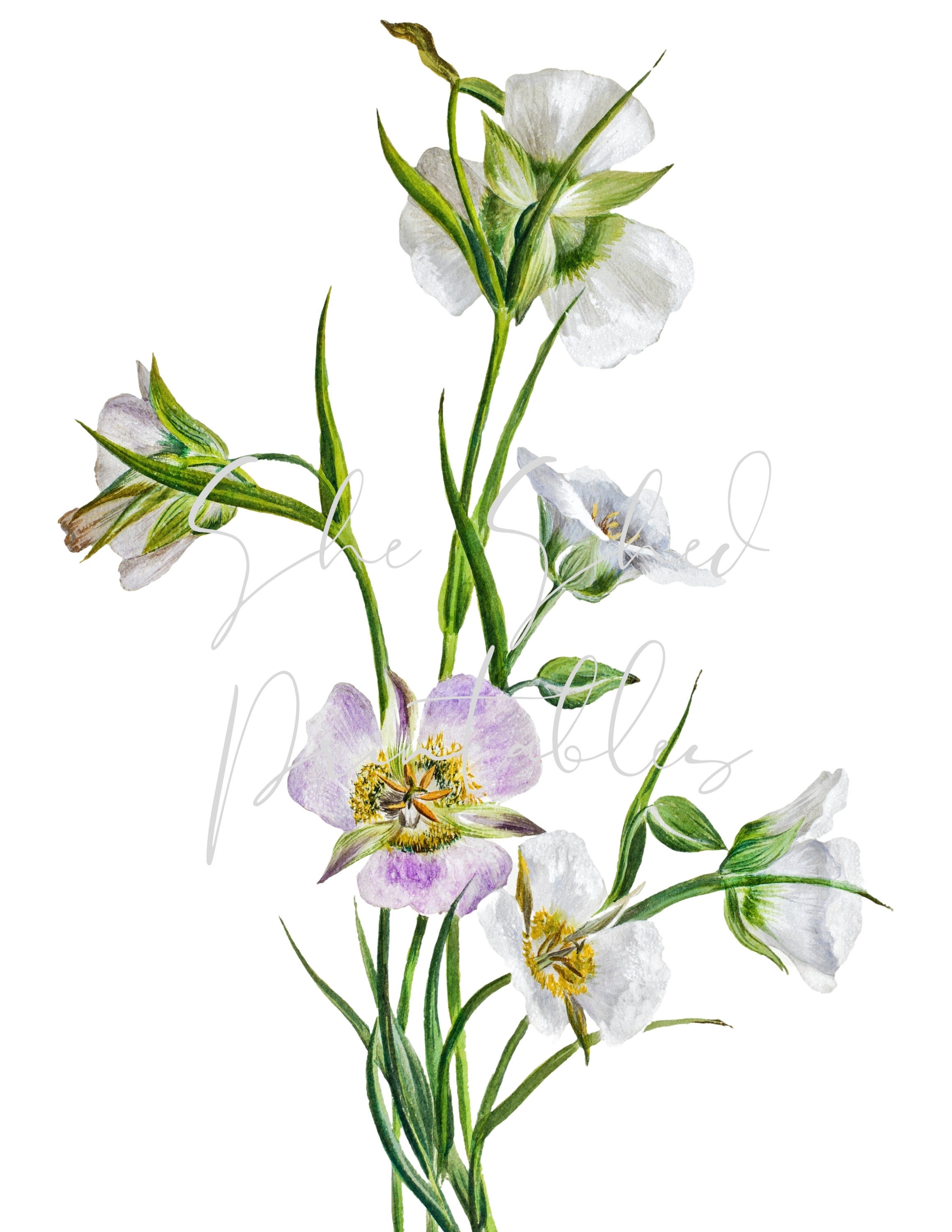 Sego Lily Digital Download, Image, Vintage, Printable, Clipart, DIY ...