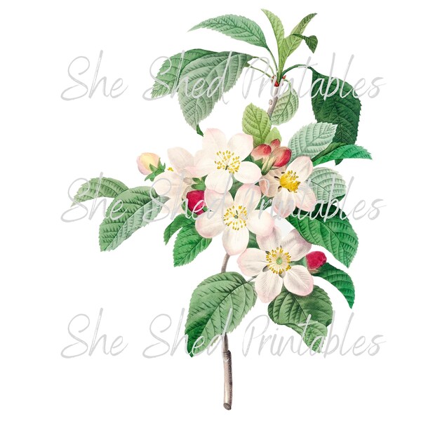Apple Blossom Branch Clipart - Etsy
