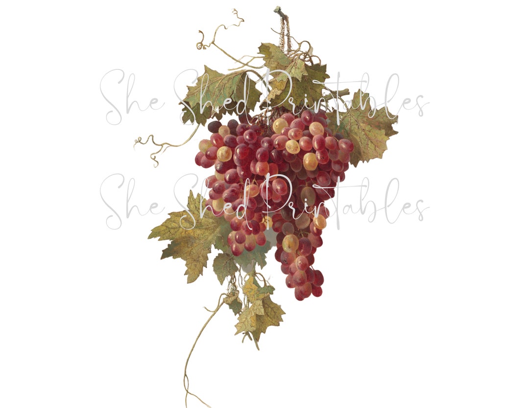 Red Grapes Illustration Digital Download, Image, Vintage, Clipart, DIY ...
