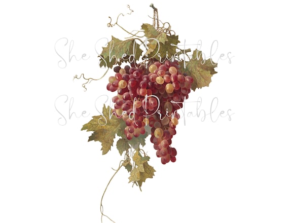 Red Grapes Illustration Digital Download Image Vintage - Etsy