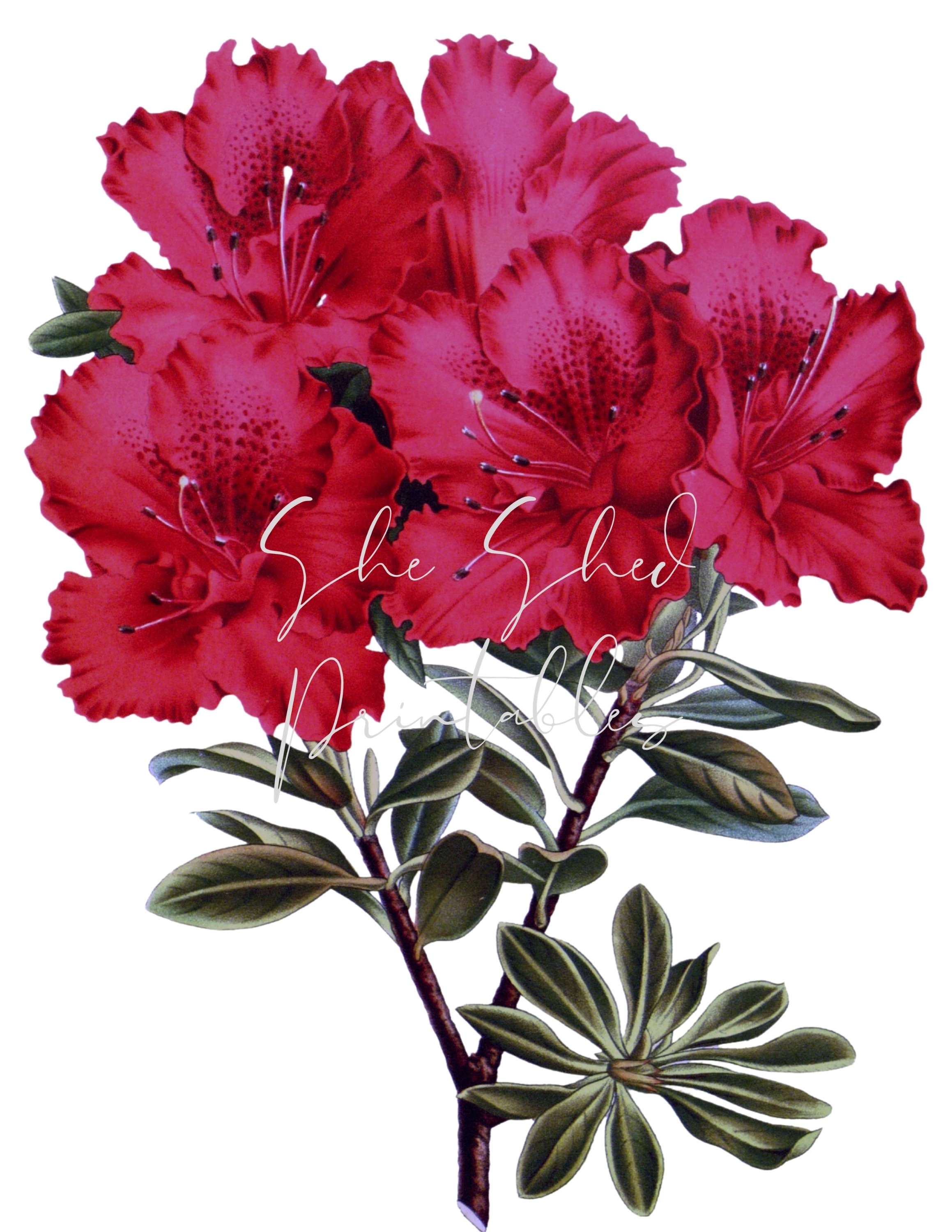 Vintage Red Azalea's Digital Download, Image, Instant Download, Vintage ...