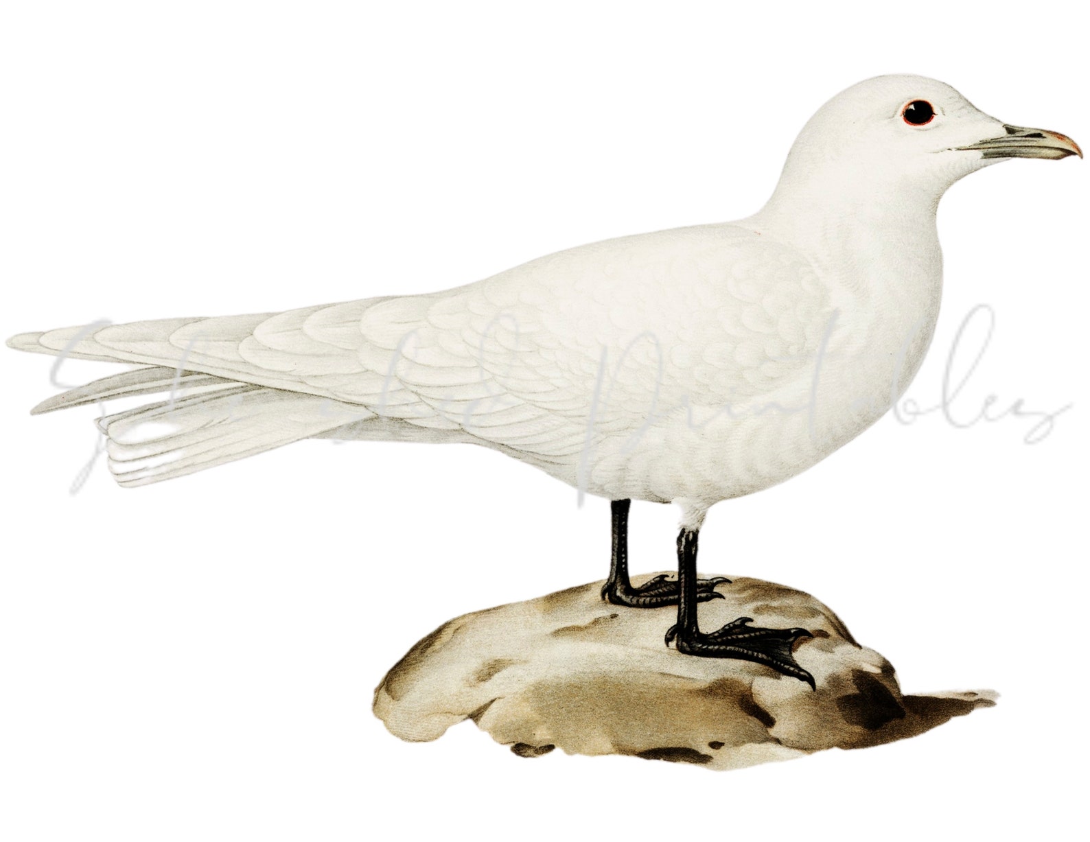 Ivory Gull Digital Download, Digital Image, Instant Download, Vintage ...