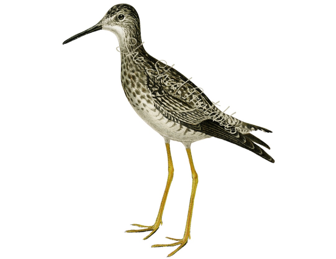 Greater Yellow Legs Shore Bird Instant Digital Download, Digital Image ...