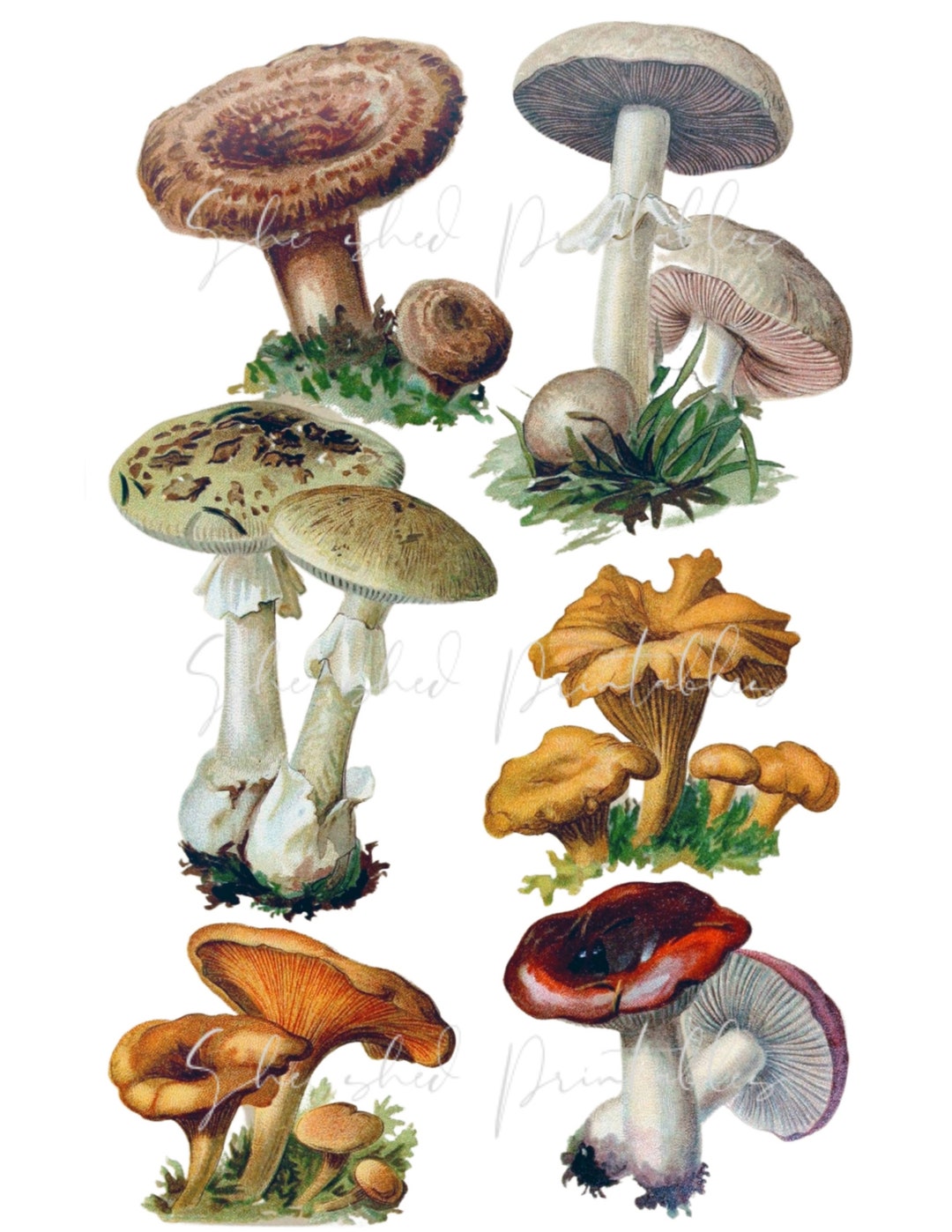 6 Vintage Mushrooms Digital Download, Image, Vintage, Clipart, DIY ...