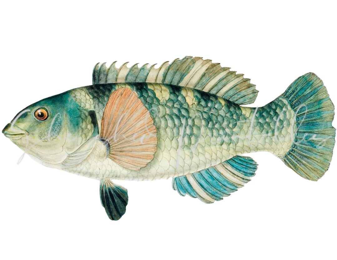 Wrasse Fish Drawing Digital Download, Vintage, DIY Crafts, Clipart ...