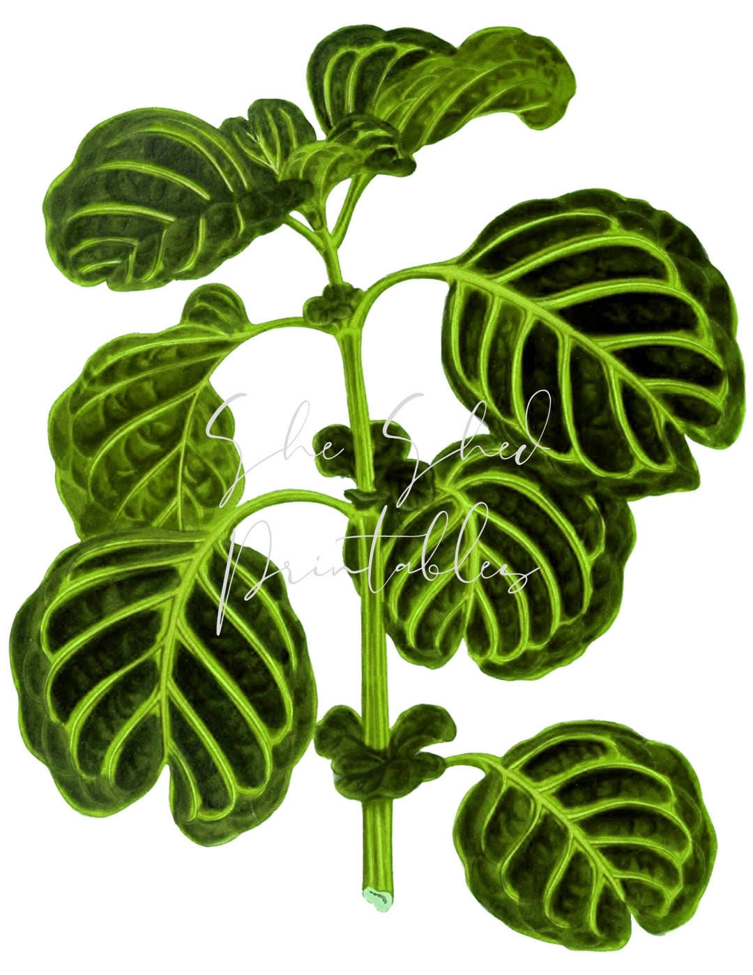 Foliage Leaf Plant Digital Image, Download, Vintage, DIY Crafts ...