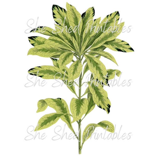 Daphne Plant - Etsy