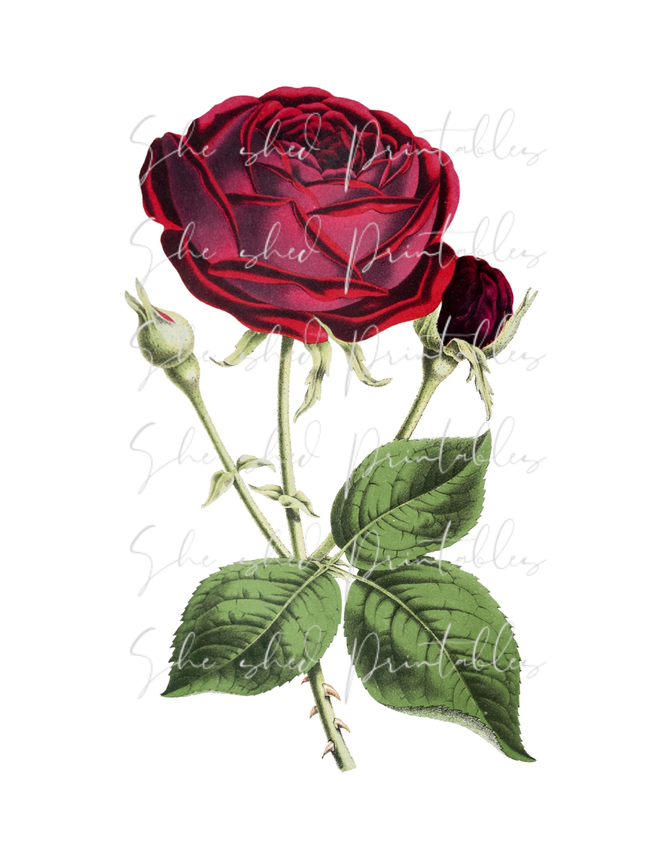 Red Rose Digital Download Vintage Clipart DIY Crafts | Etsy