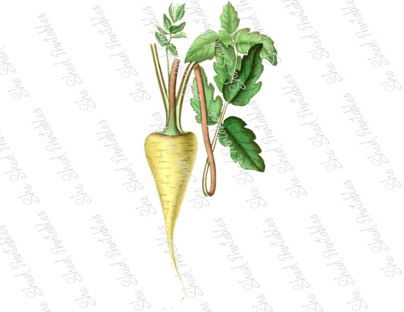 Turnip Instant Digital Download Vintage Vegetable Clipart - Etsy