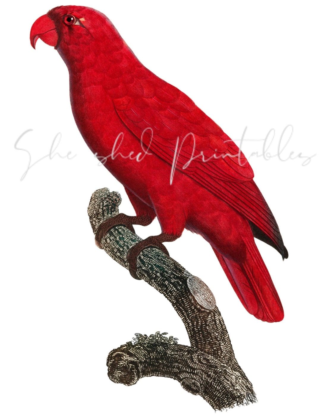The Cardinal Lory, Parrot, Instant Digital Download, Vintage, DIY ...
