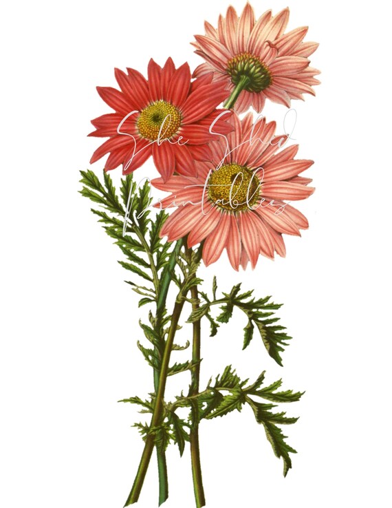 Daisy Flower Painting Digital Download Vintage DIY Crafts | Etsy